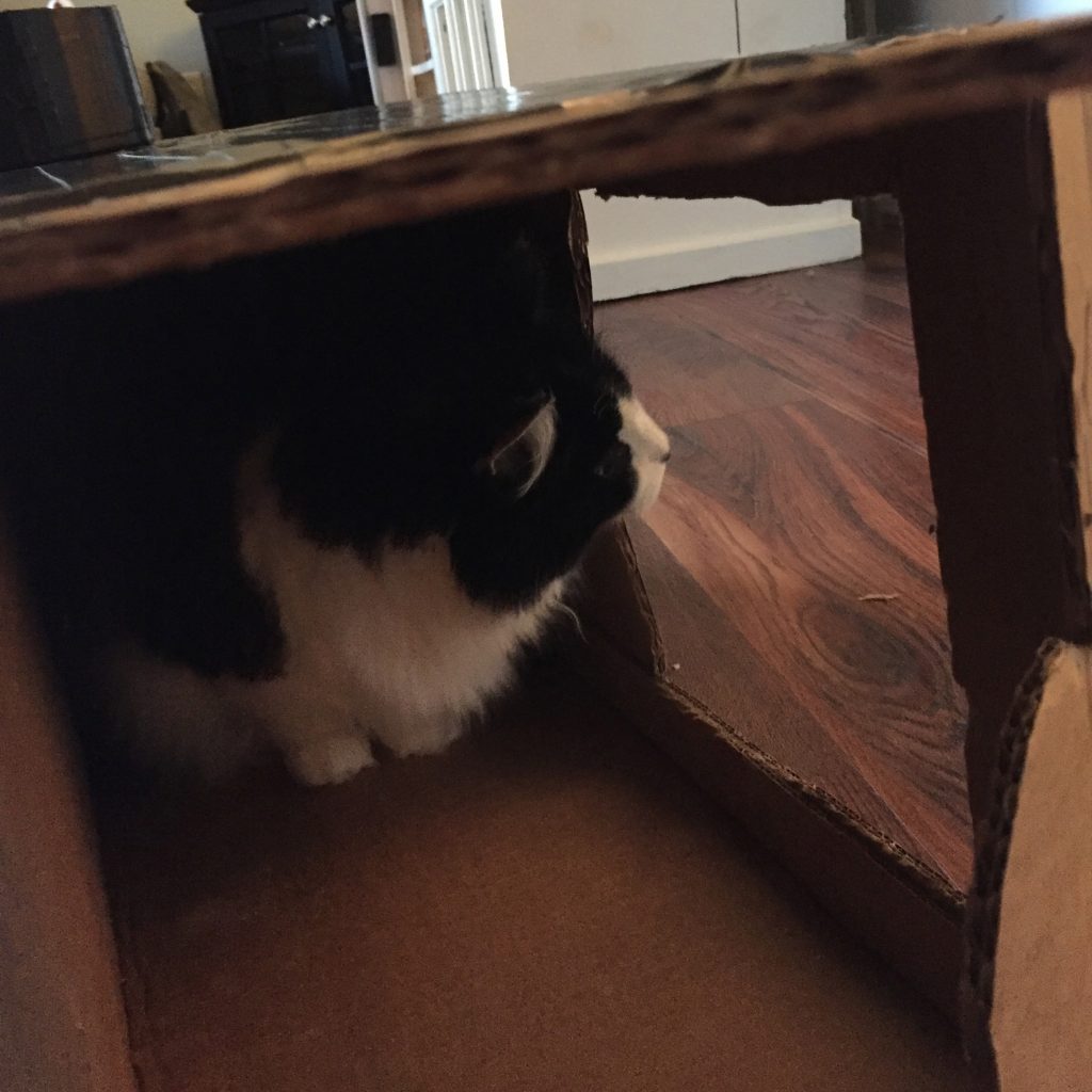 DIY Catmobile Craft - Magpie's Mewsings