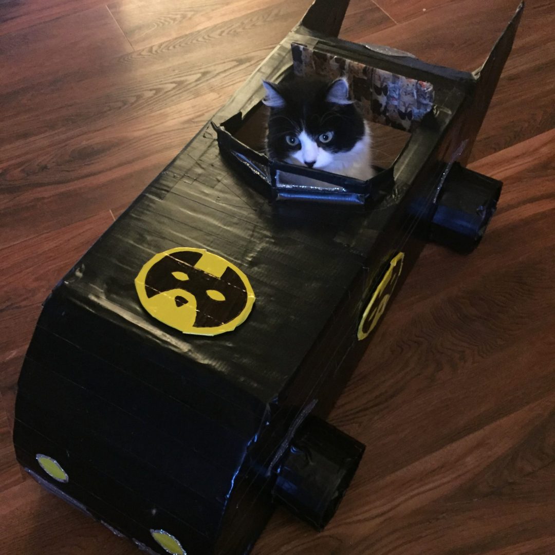DIY Catmobile Craft - Magpie's Mewsings